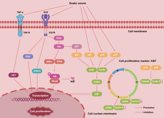 药学院鲍娇琳/齐兴柱课题组在Int J Biol Macromol发表综述论文：阐述蛇毒毒素的抗肿瘤机制-药学院